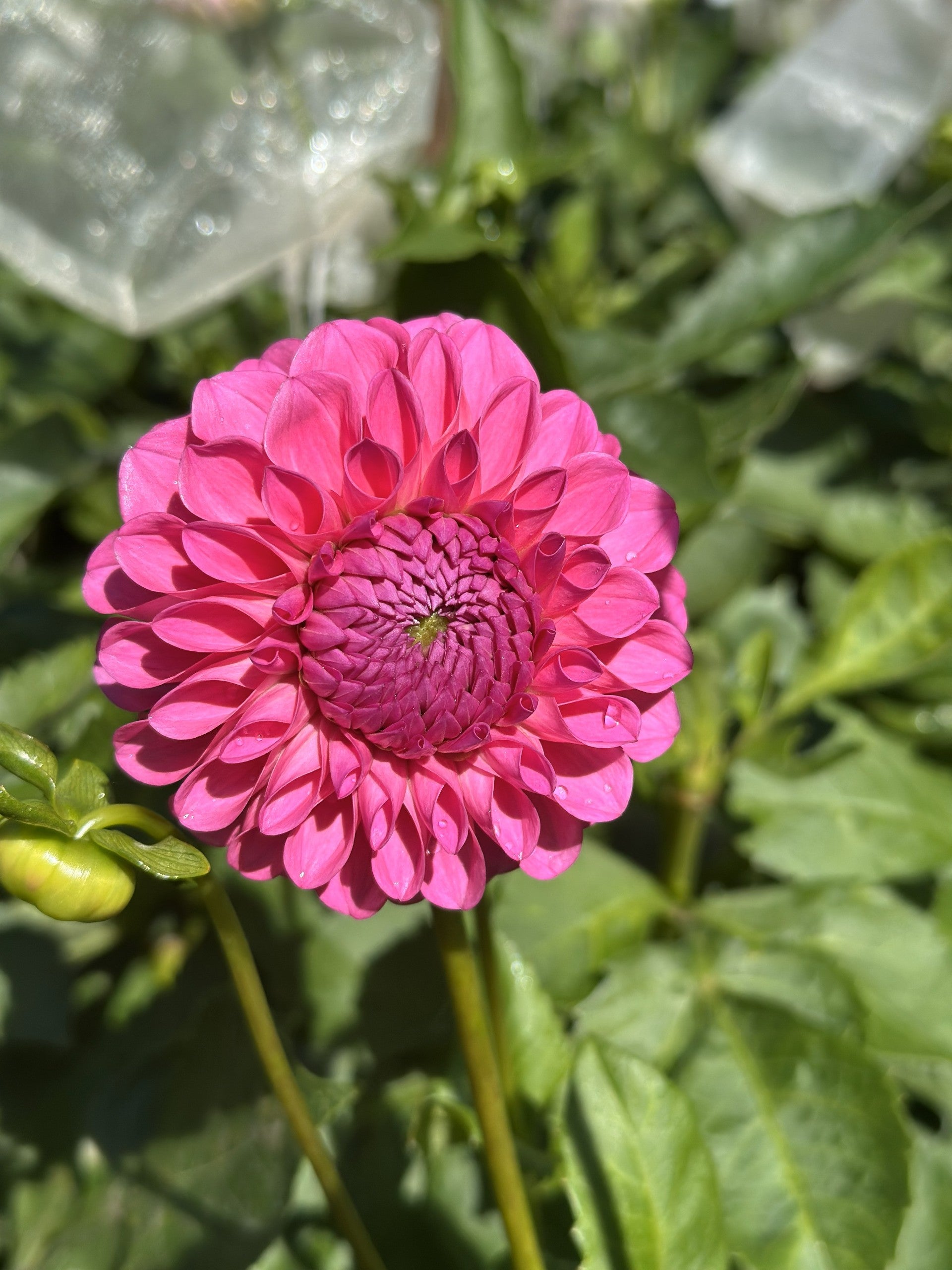 Chimacum Katie - dahlia tuber | Quietside Flower Farm