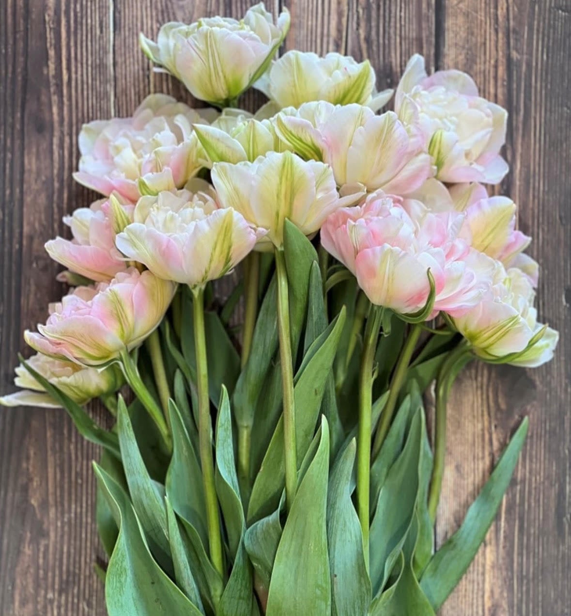Finola tulip bulb - pack of 10 | Quietside Flower Farm