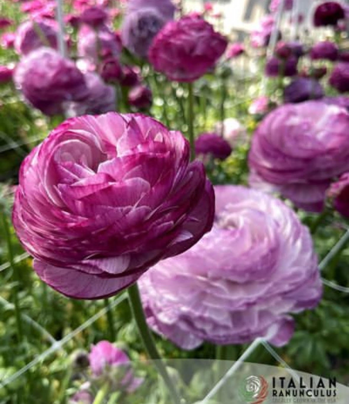 Italian Elegance Ranunculus - Milka - 10 corms | Quietside Flower Farm