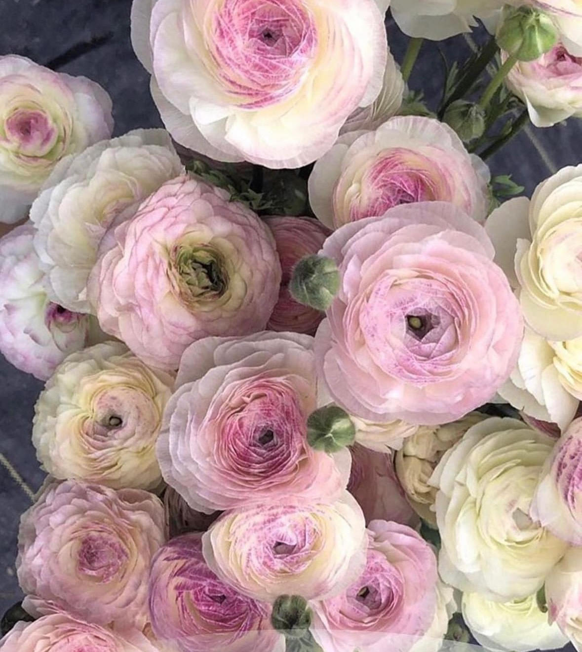 Italian Elegance Ranunculus - Bianco Sfumato - 10 corms | Quietside ...