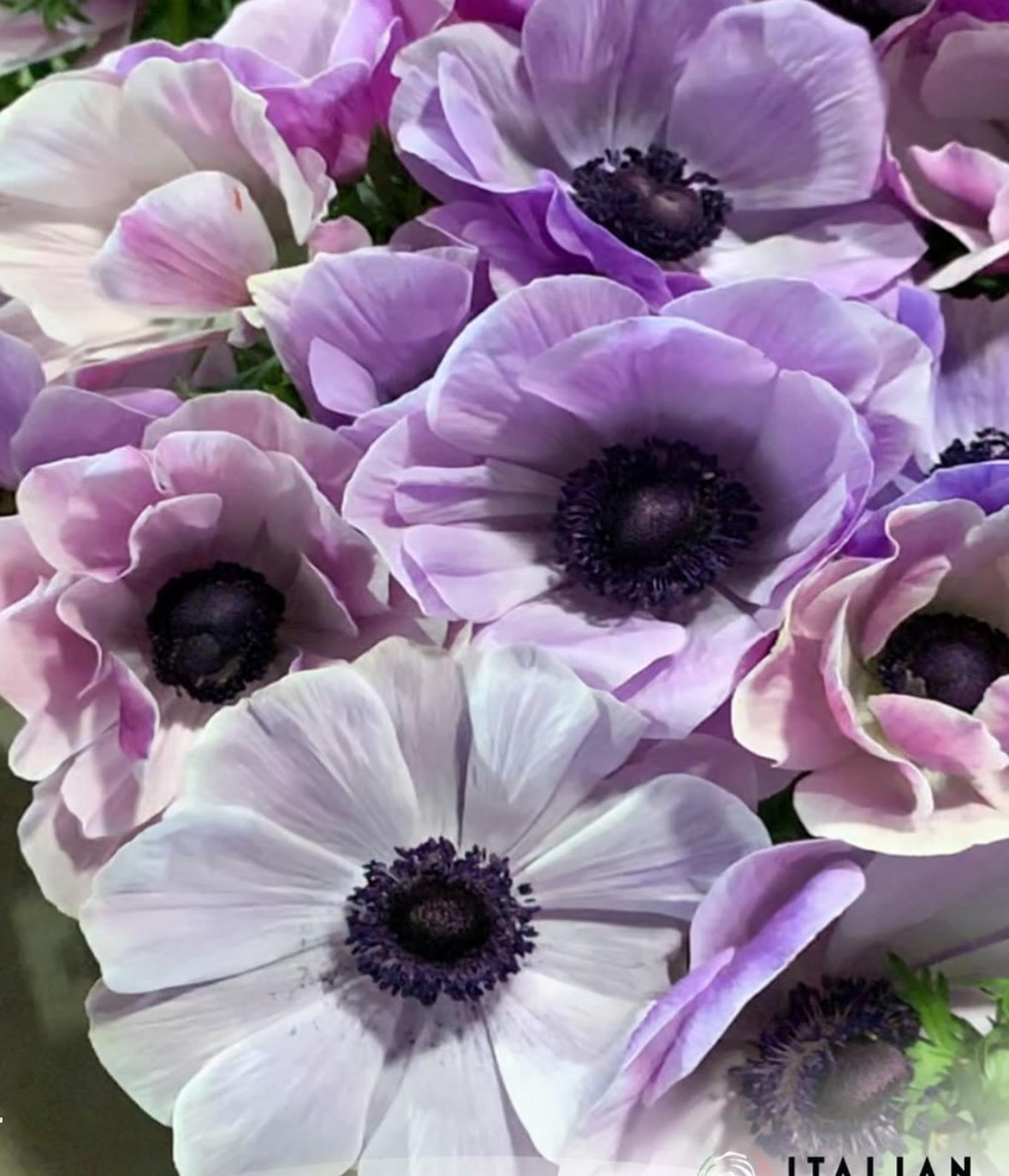 Italian Mistral Anemone - Milka - 10 corms | Quietside Flower Farm