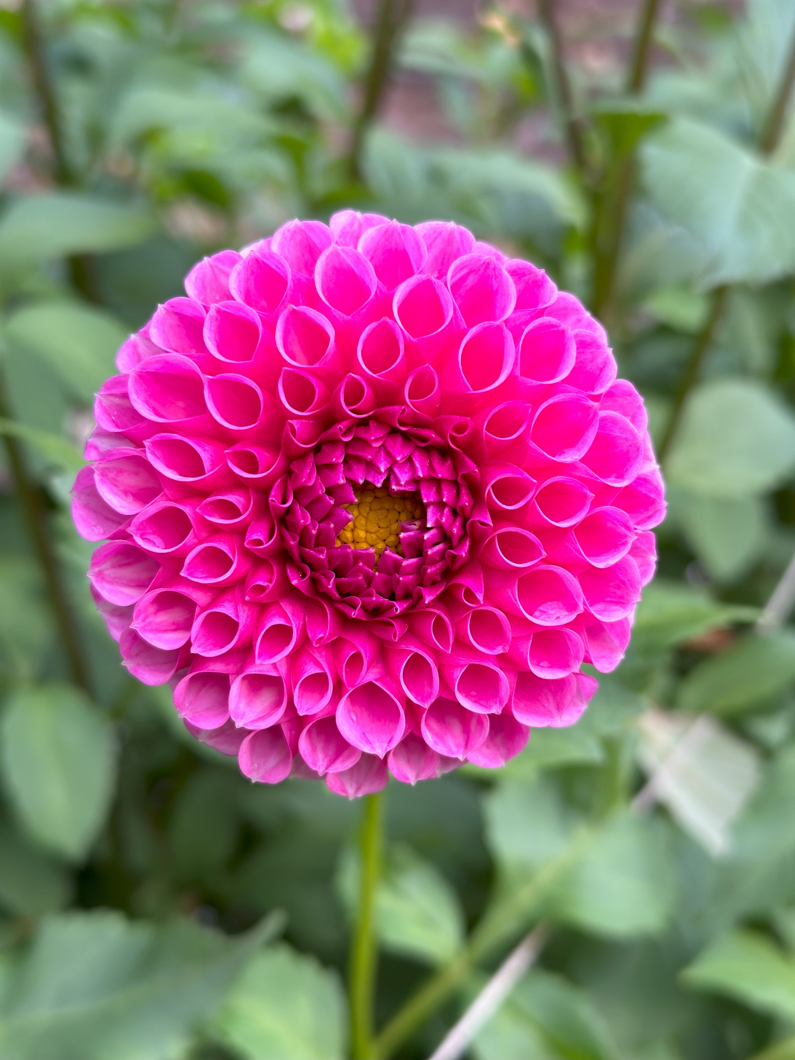 Narrows Brett - dahlia tuber | Quietside Flower Farm